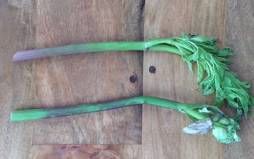 It’s Seasonal: Candied Angelica | The Savage & The Sage