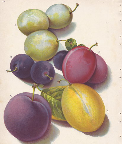 It’s Seasonal: Damson Cheese and Damson Butter | The Savage & The Sage