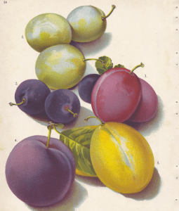 The Savage & The Sage | My Soul Eats with its Hands