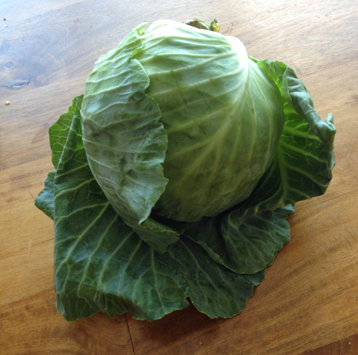 So Stinking Easy: DIY Sauerkraut | The Savage & The Sage